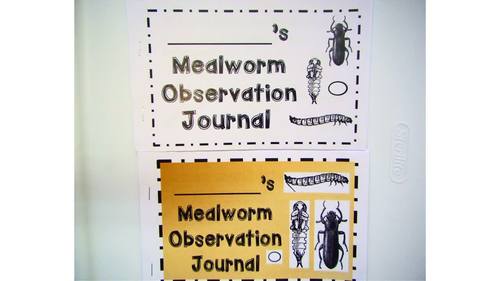 Mealworm Observation Journal FOSS Science Kit By ATravelingMaestra
