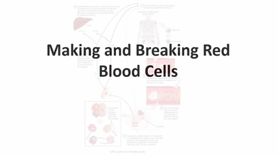 BIO265-Making Red Blood Cells Video - BYU-Idaho