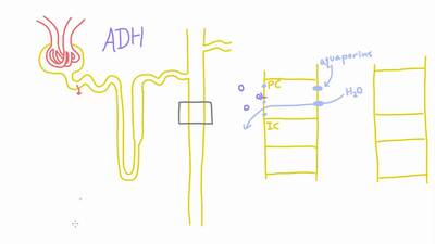 How does Antidiuretic Hormone (ADH) work? - BYU-Idaho