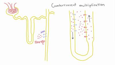 Countercurrent Multiplication in the Loop of Henle - BYU-Idaho