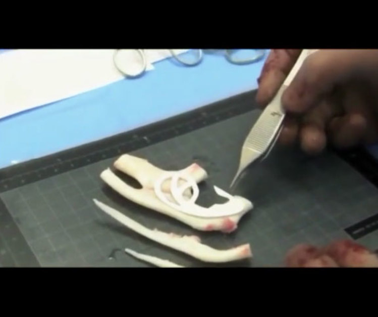 Plastic and Reconstructive Surgery