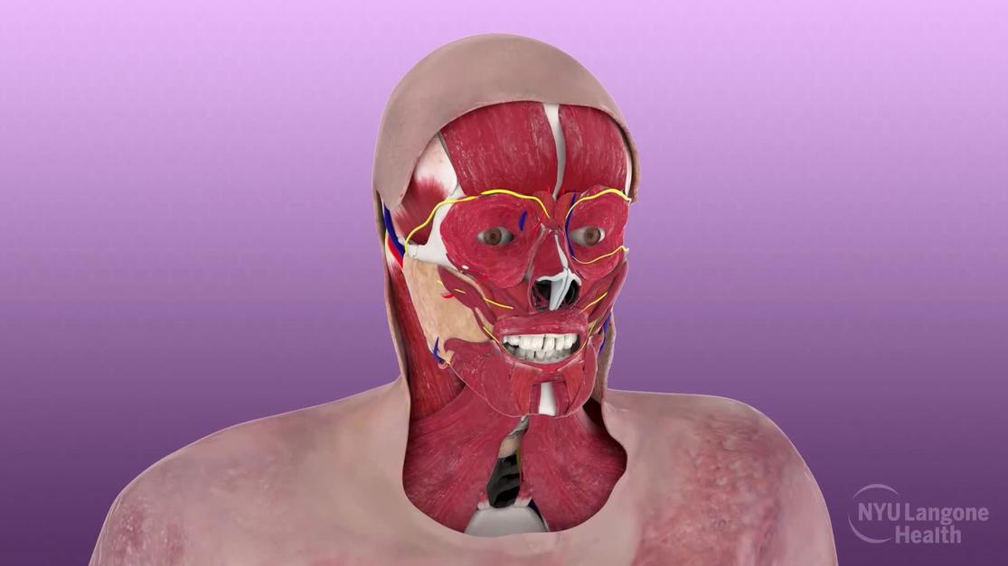 Plastic and Reconstructive Surgery