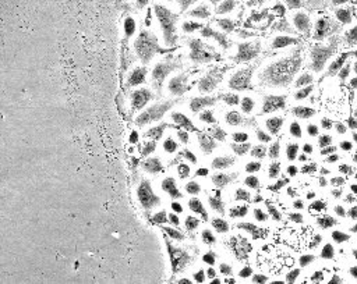 Journal of the American Society of Nephrology