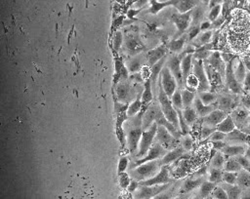 Journal of the American Society of Nephrology