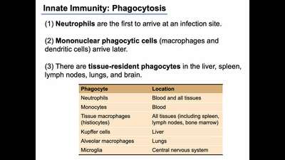 Biomaterials and Nanomedicine (MSE 474 A) Spring 2024 - Illinois Media ...