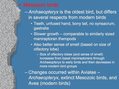 Chapter 8 - Theropoda III - The origin and early evolution of birds ...