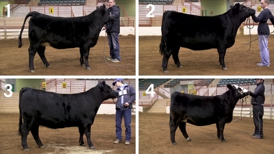Class 23 - Results - Percentage Simmental Heifers - with Official ...