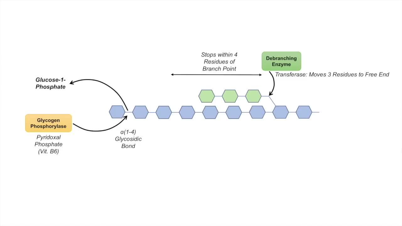 glycogenolysis steps