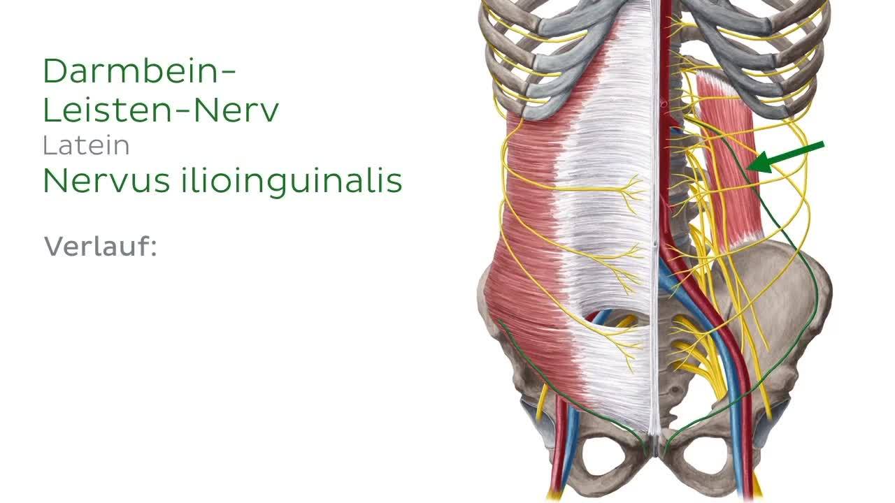 ilioinguinal nerve function