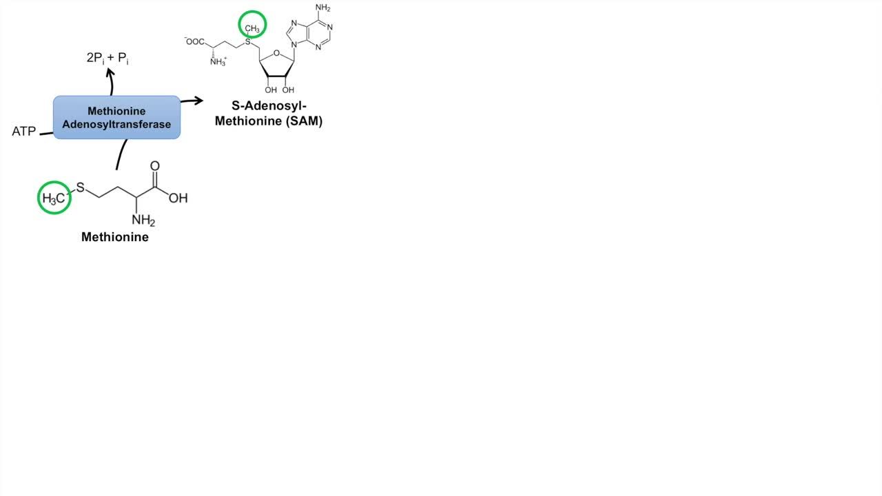 methionine cycle