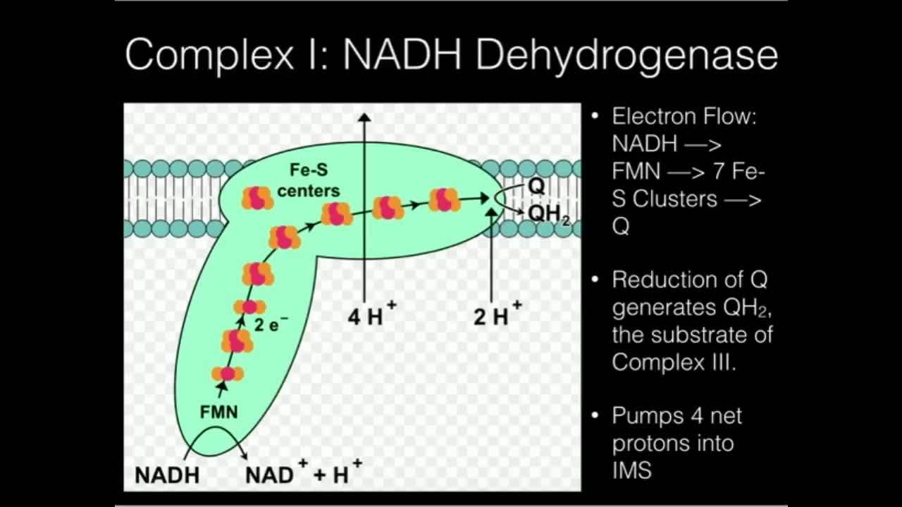 nadh dehydrogenase complex structure