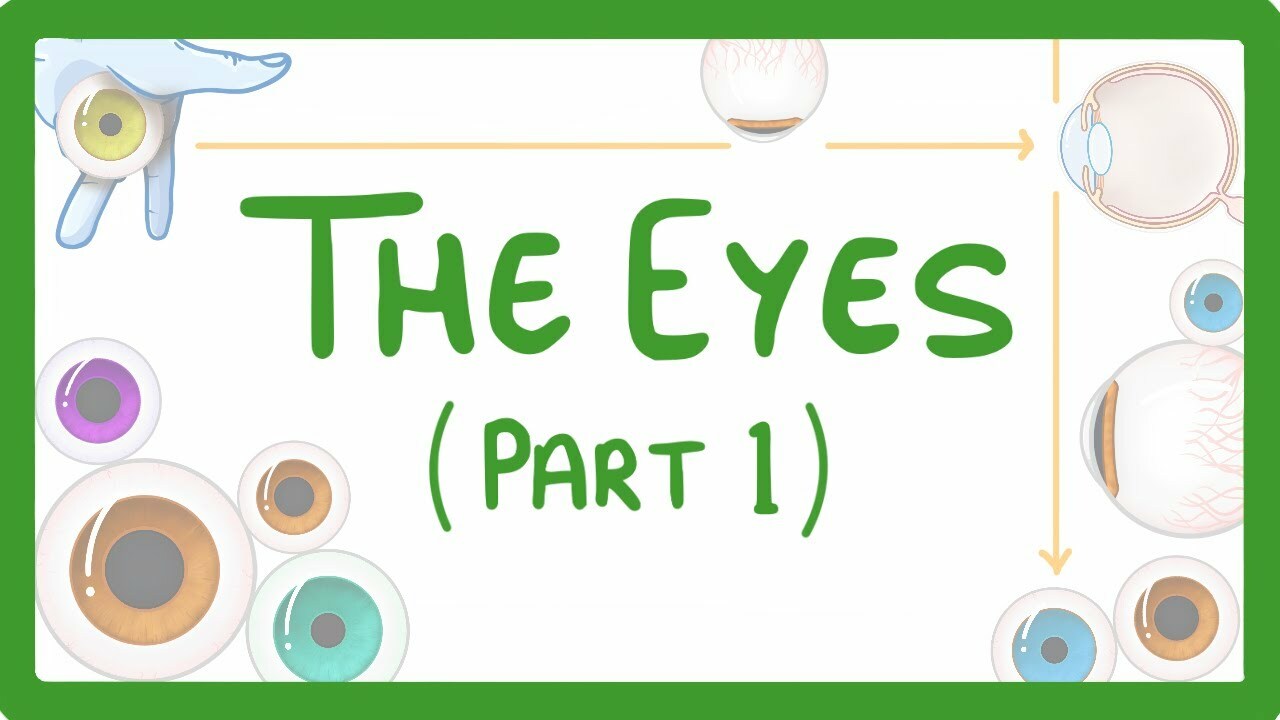 GCSE Biology - How the Eye Works (Part 1) - Structure of the Eye & Iris ...