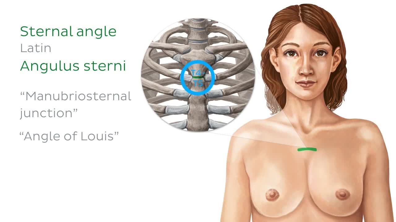 sternal angle surface marking