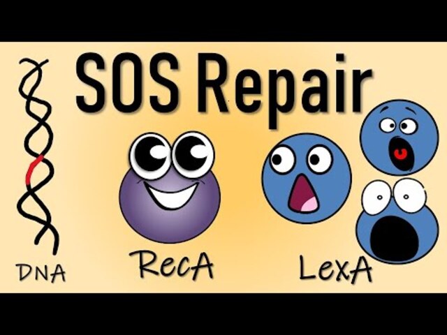 SOS repair of DNA | Twin Science Educator Platform