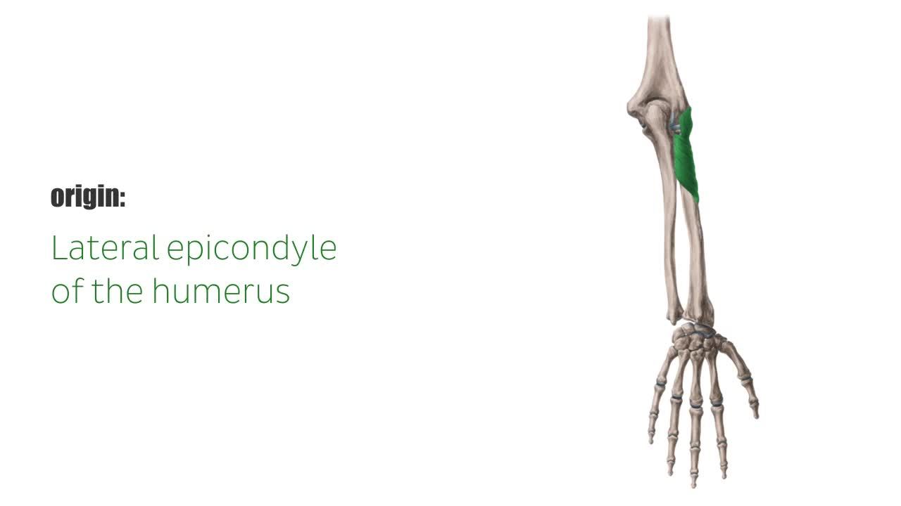supinator muscle origin