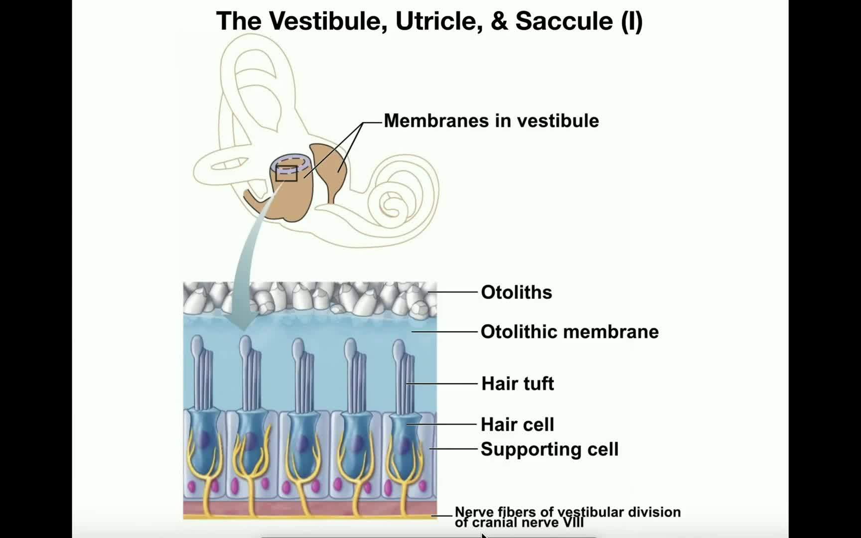 utricle and saccule function