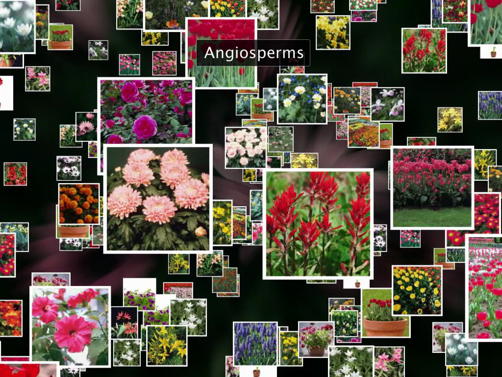 Kingdom Plantae- Angiosperms | Maths Science