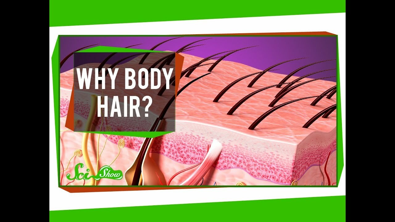 Why Is Body Hair Vestigial at Steve Stults blog