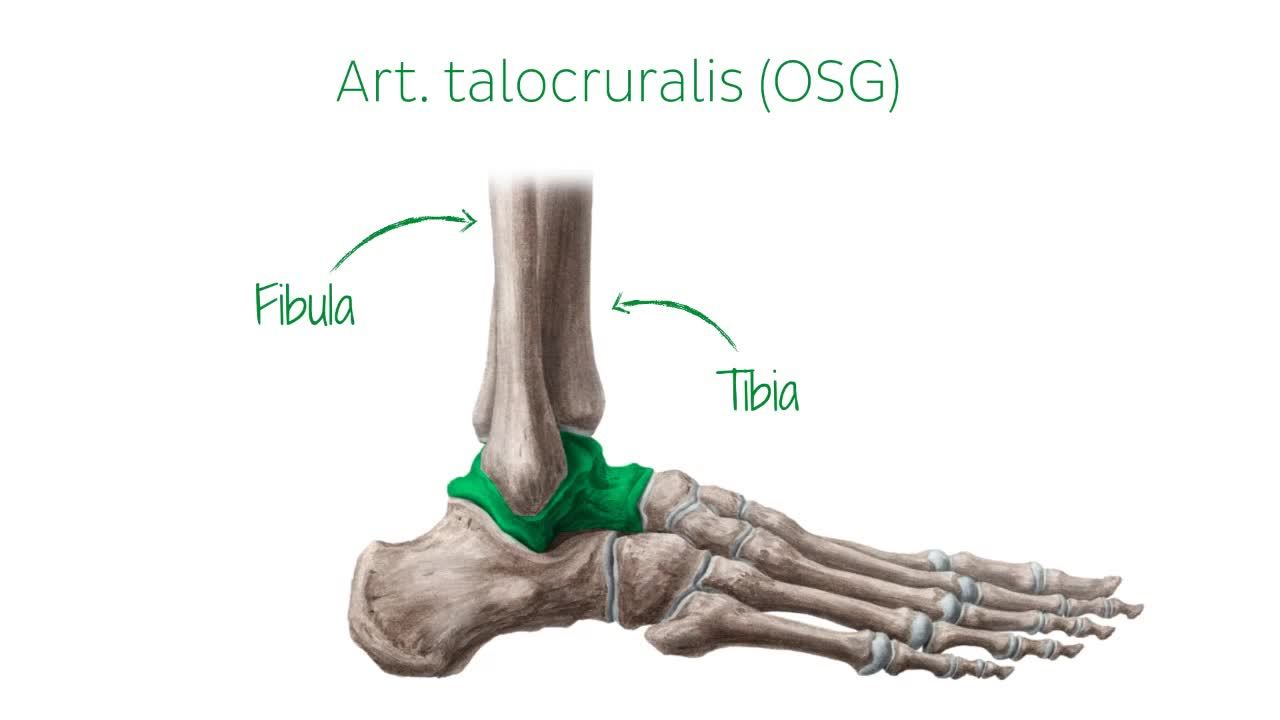 talus bone type