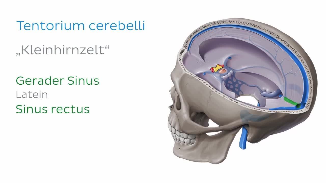 tentorium cerebelli function