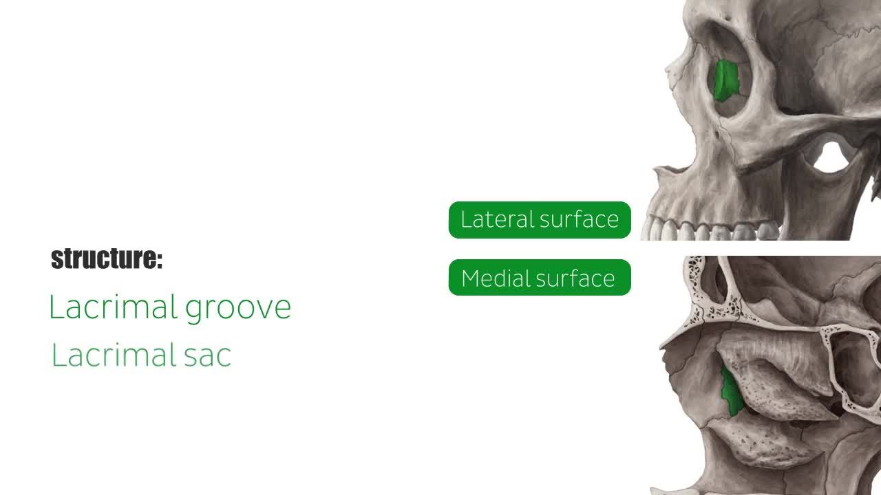 lacrimal bone function