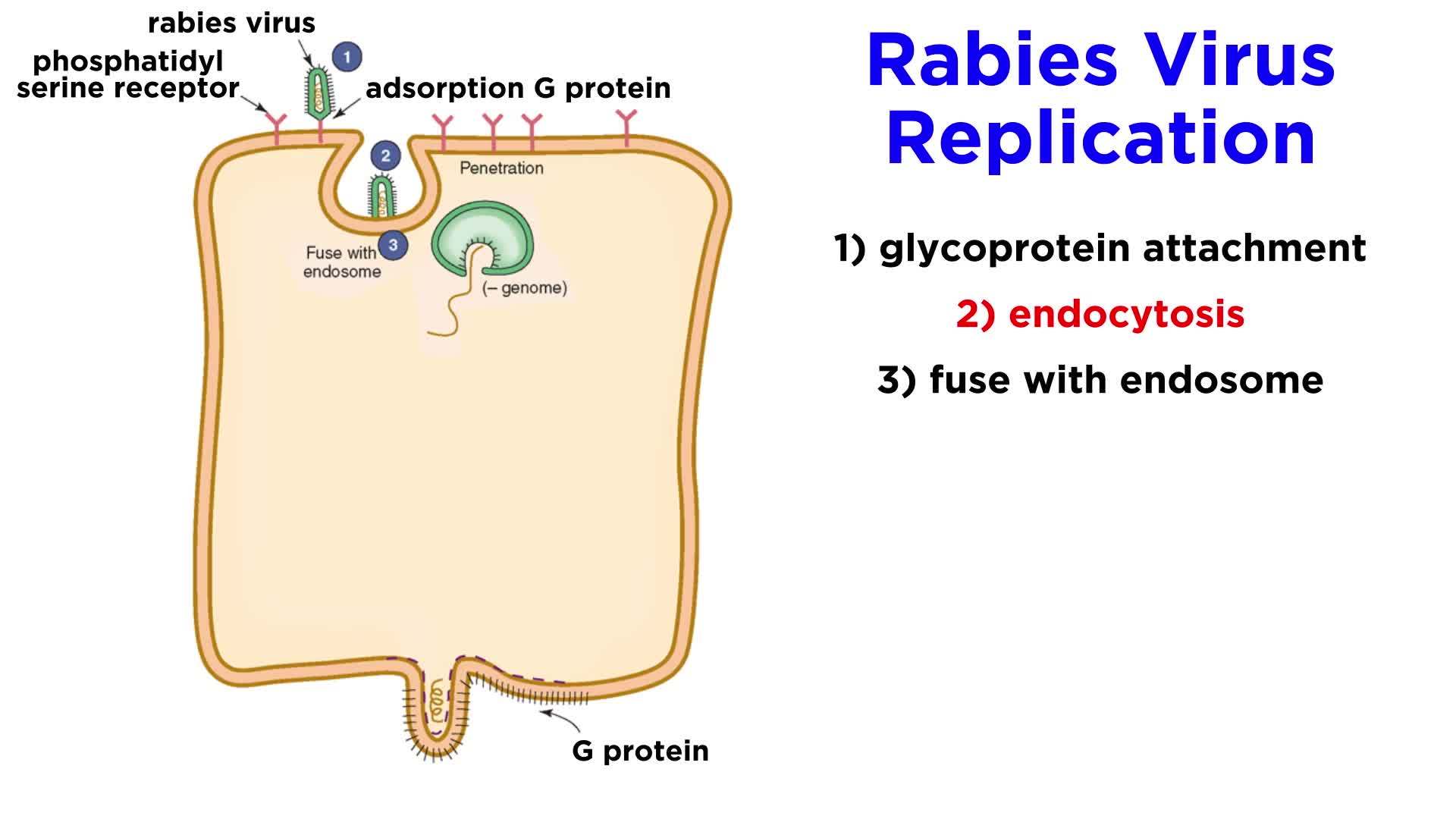 how does rabies replicate