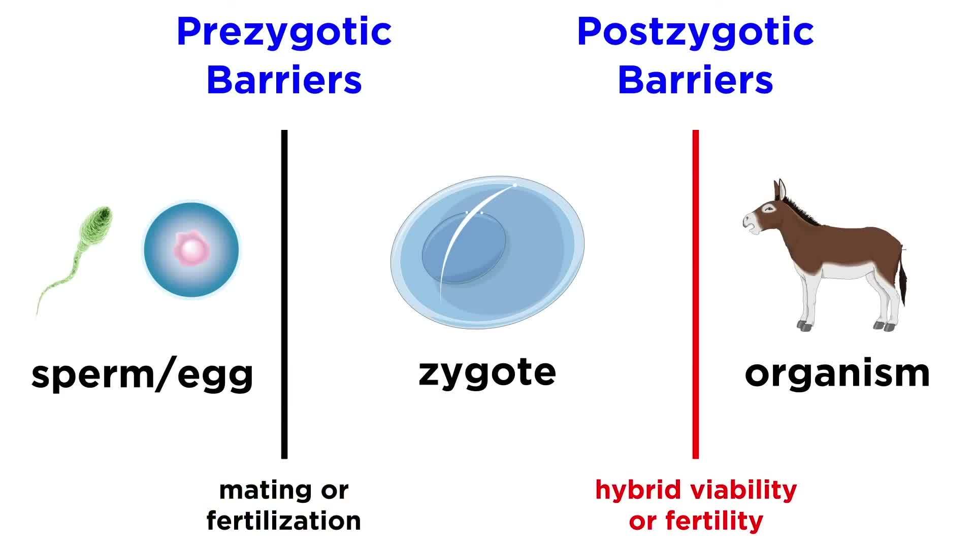 parapatric speciation simple