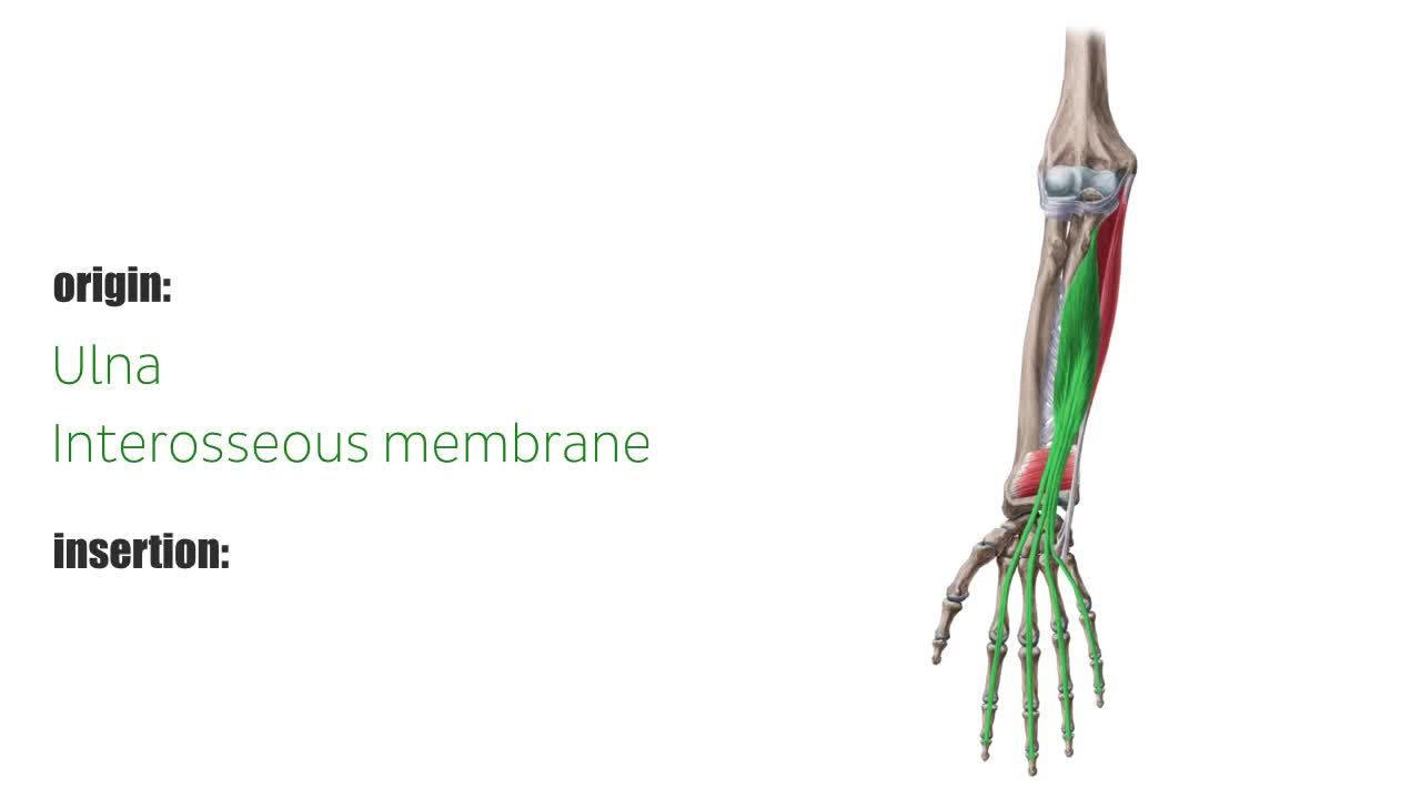 flexor digitorum profundus origin