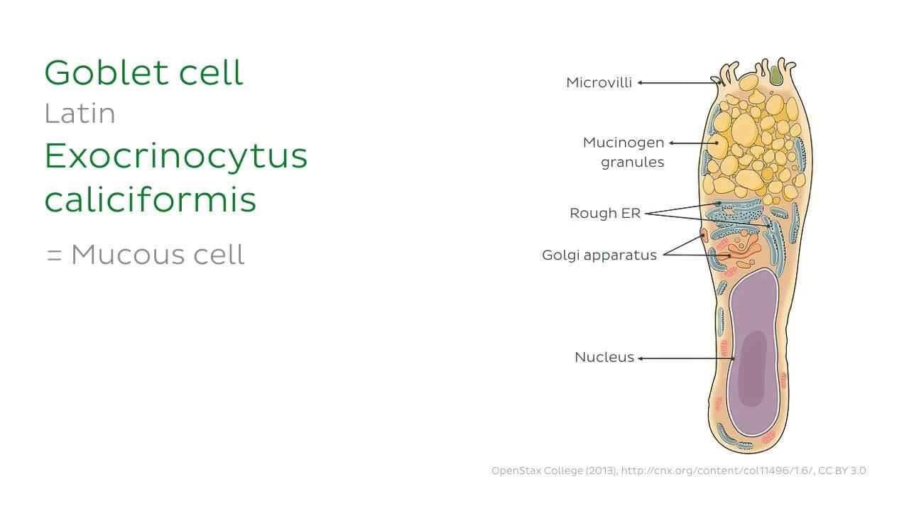 goblet cells trachea function