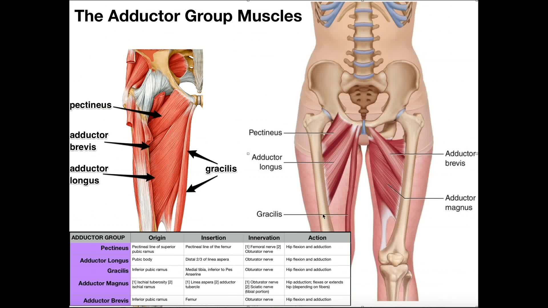 adductor insertion and origin