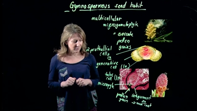 Gymnospermous Seed Habit: Part 3 (fertilization) - University of Alaska ...