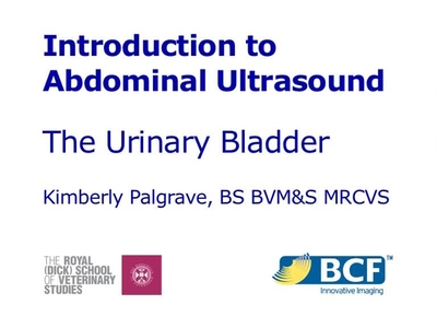 Abdominal Ultrasound Video 7 - Ultrasound exam of the urinary bladder ...