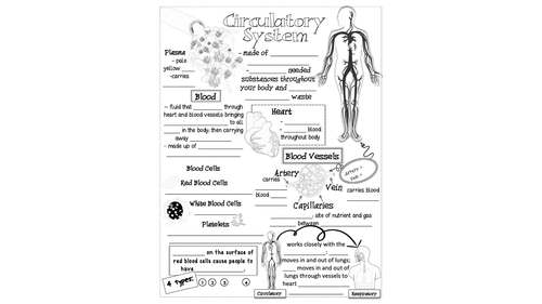 Circulatory System Doodle Notes & Quiz + PowerPoint by Black-Eyed Susan ...