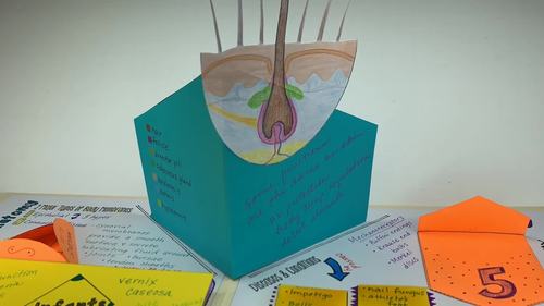 Integumentary System Activity - Human Body Files for Anatomy and Physiology