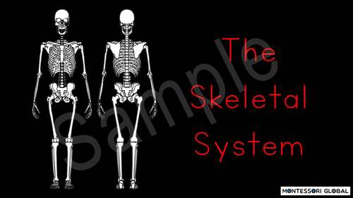 Skeletal System PowerPoint, Interactive Quiz, Nomenclature cards ...