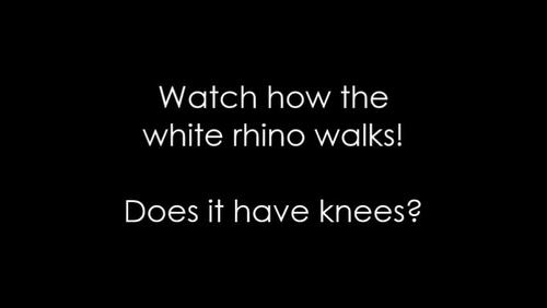 RHINO - Interactive PowerPoint presentation including video snippets