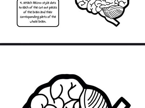 Human Brain Anatomy Coloring Activity, Brain Puzzle, Brain Diagram ...
