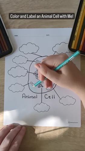 Middle School Biology: Parts of an Animal Cell - Color and Label Activity