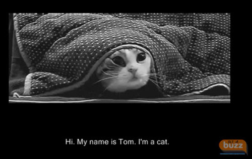 A Cat's Life - Daily Routines. ESL. EFL. Video. Funny. Primary. Beginner.