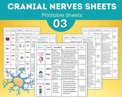Cranial Nerves Worksheets | Anatomy & Function, Nervous System - Nerves ...