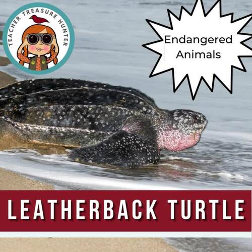 Leatherback turtle information research page for endangered animal report