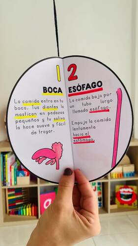 El Sistema Digestivo | Actividad Ciencias Manualidad | Spanish ...