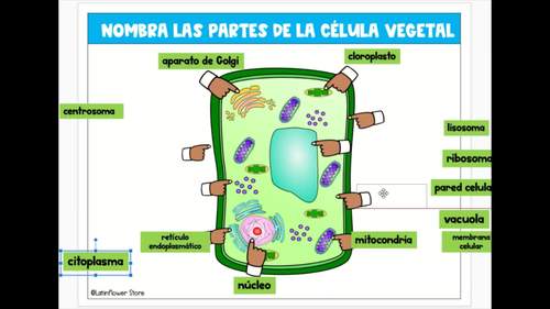 La Célula Actividad Digital by Latinflower Lessons | TPT