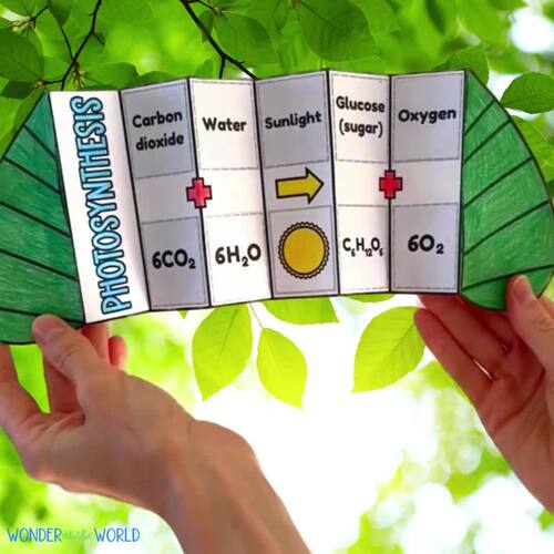 Photosynthesis foldable activities cut & paste for interactive science ...
