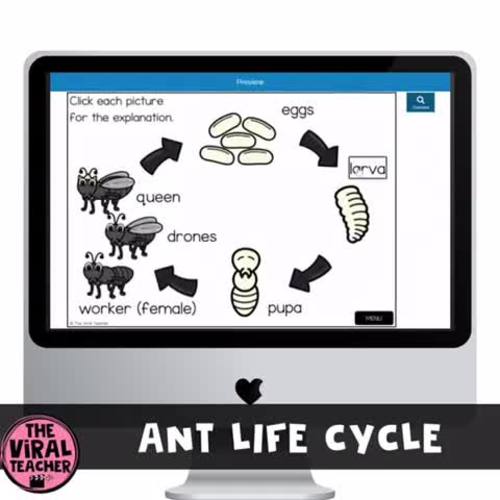 Ant Life Cycle Reading Comprehension and Digital Activities Boom Cards™