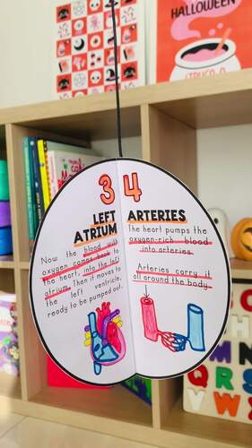 Circulatory System 3D Craft Activity | Science Craft Activity | Body ...