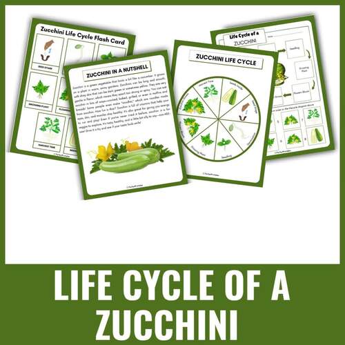 Zucchini life cycle diagram, vegetable cut & paste, matching activity ...