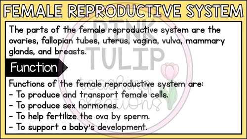 The Human Reproductive System - Female and Male PowerPoint | TPT