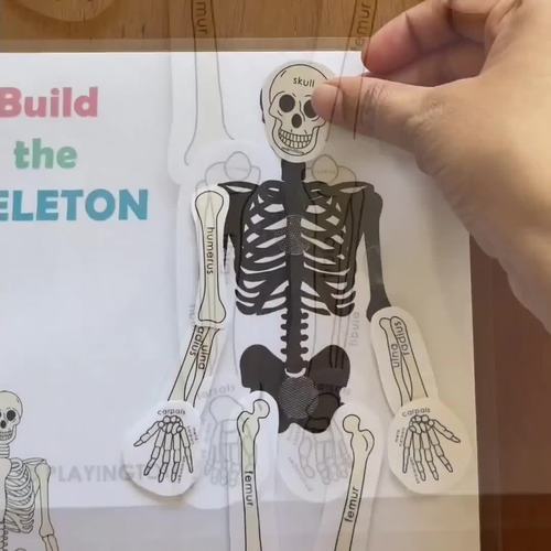 Skeletal System Activity, Human Anatomy Activity, Skeletal System Poster