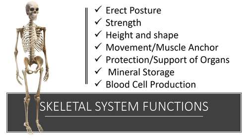 Skeletal System PowerPoint Lesson with Script-Engaging Animations and Facts